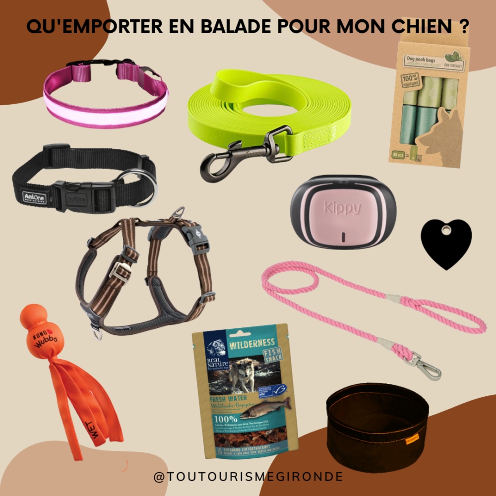 Balade avec son chien : 10 accessoires indispensables à emporter